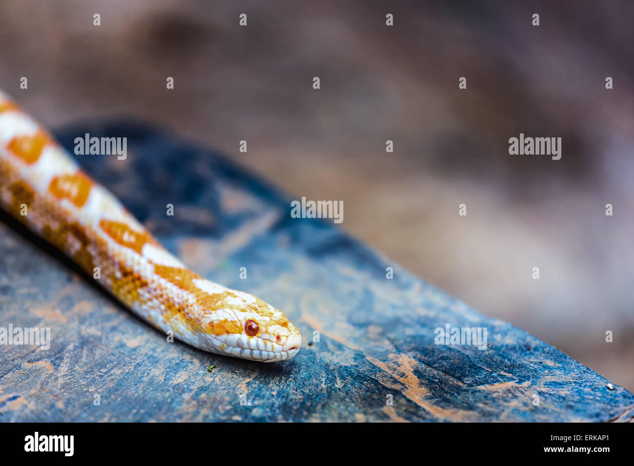 Serpent albinos Banque de photographies et d’images à haute résolution ...