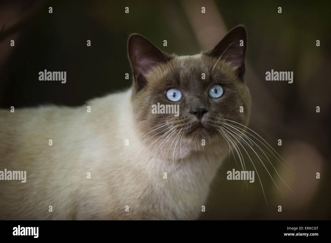 Chat qui louche Banque de photographies et d’images à haute résolution ...