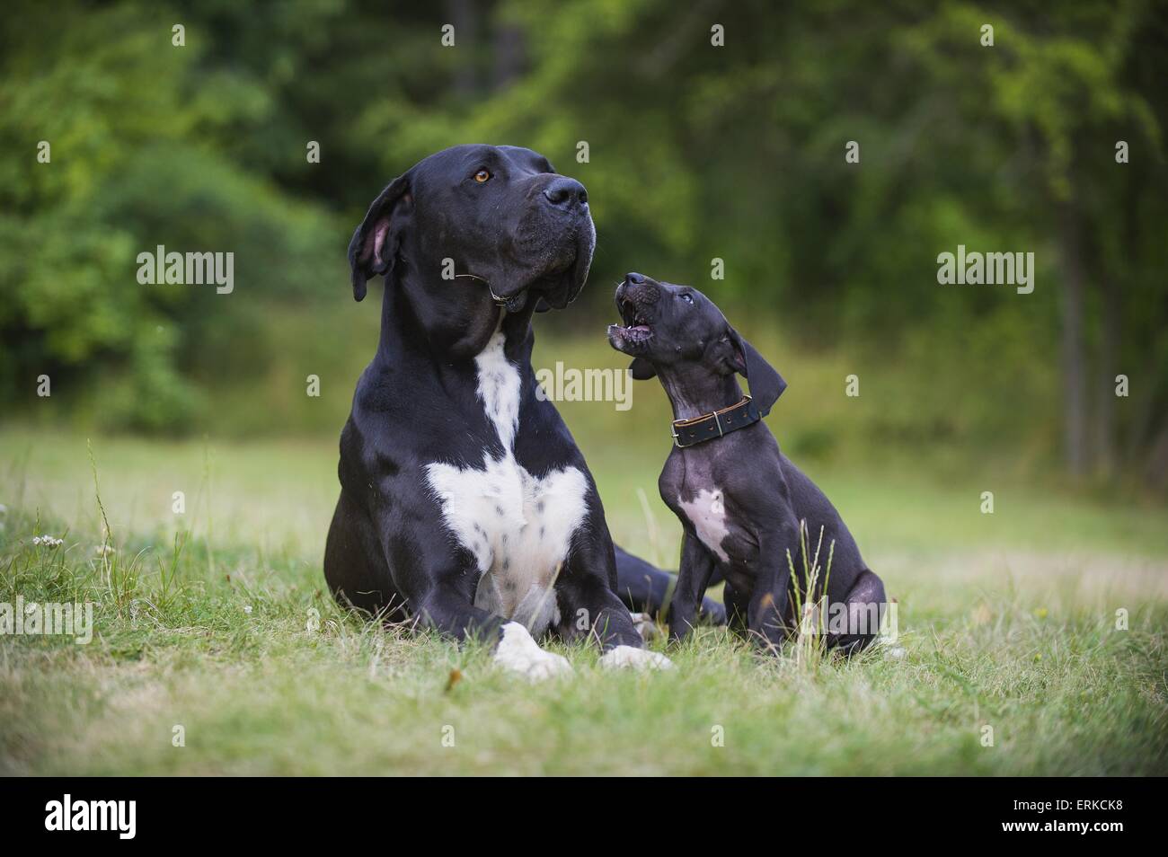 Dogues allemands Banque de photographies et d’images à haute résolution ...
