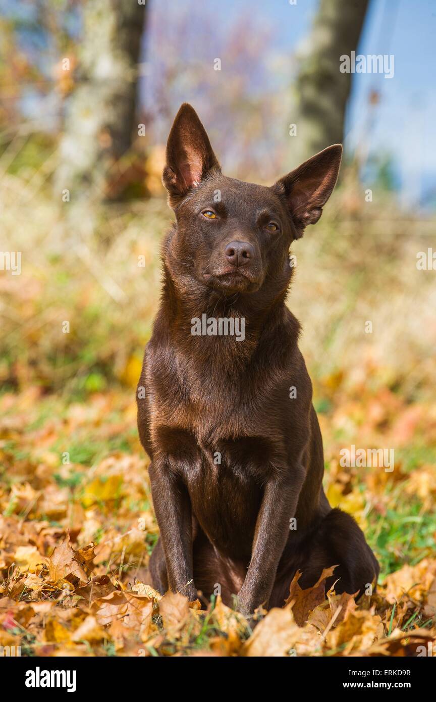 Kelpie australien Banque de photographies et d’images à haute ...