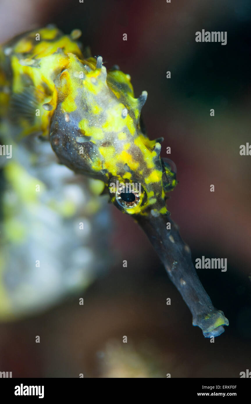 Parc marin de tunku abdul rahman Banque de photographies et d’images à ...