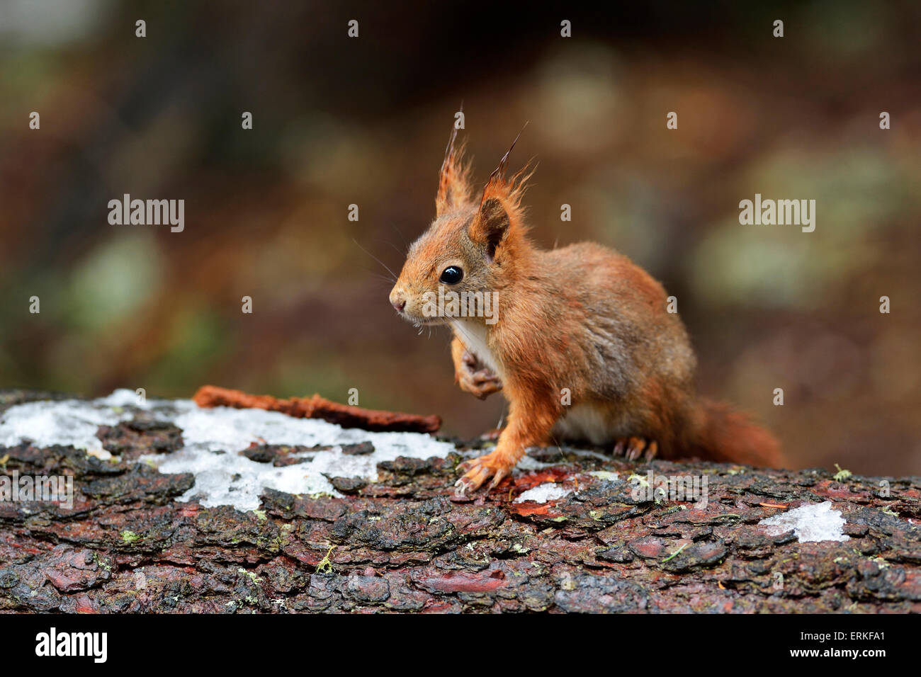 L'écureuil roux (Sciurus vulgaris) sur le tronc de l'arbre, Canton des ...