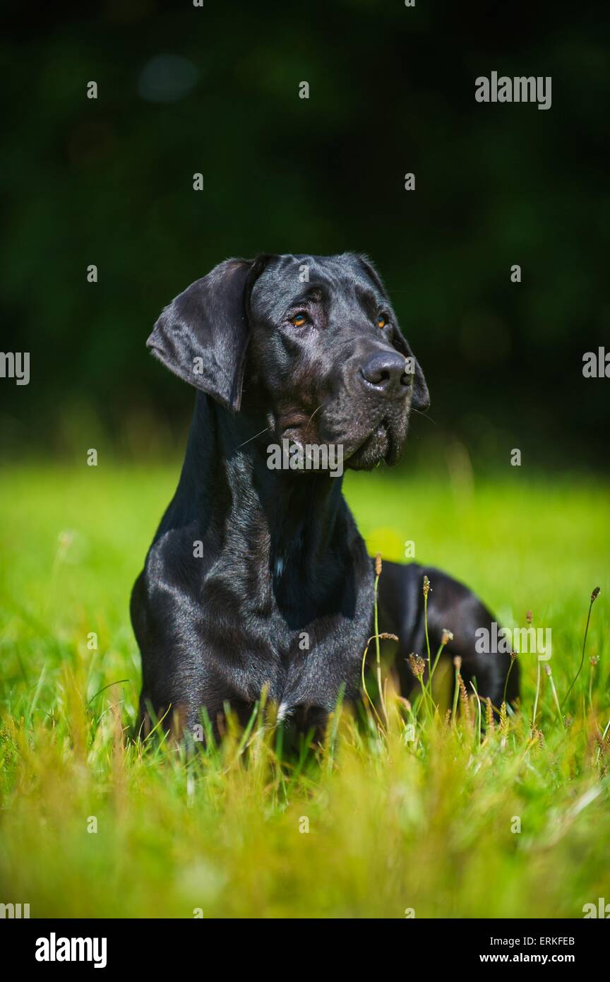 Dogue danois Banque de photographies et d’images à haute résolution - Alamy