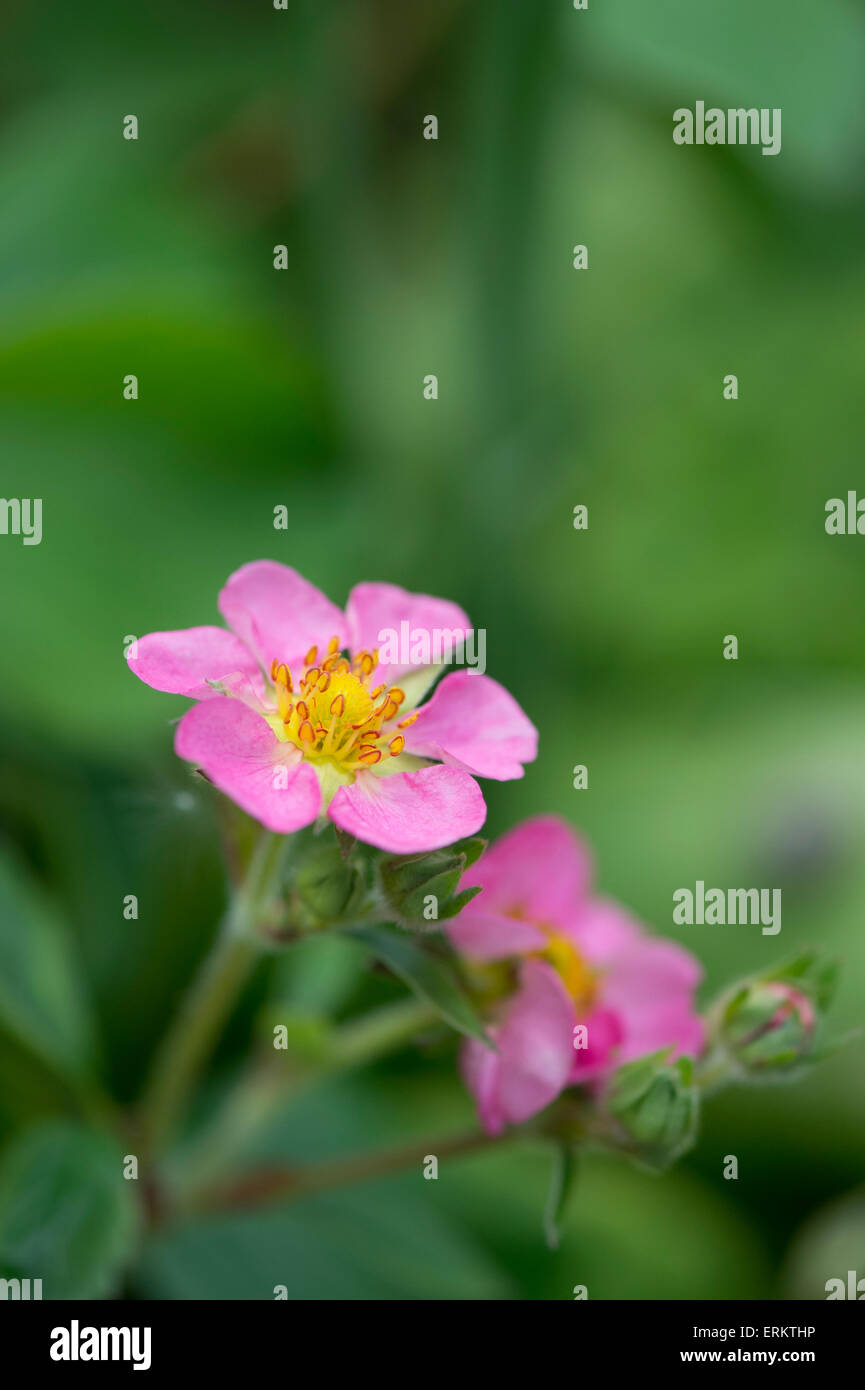 Fleur de fraise rose Banque de photographies et d’images à haute ...