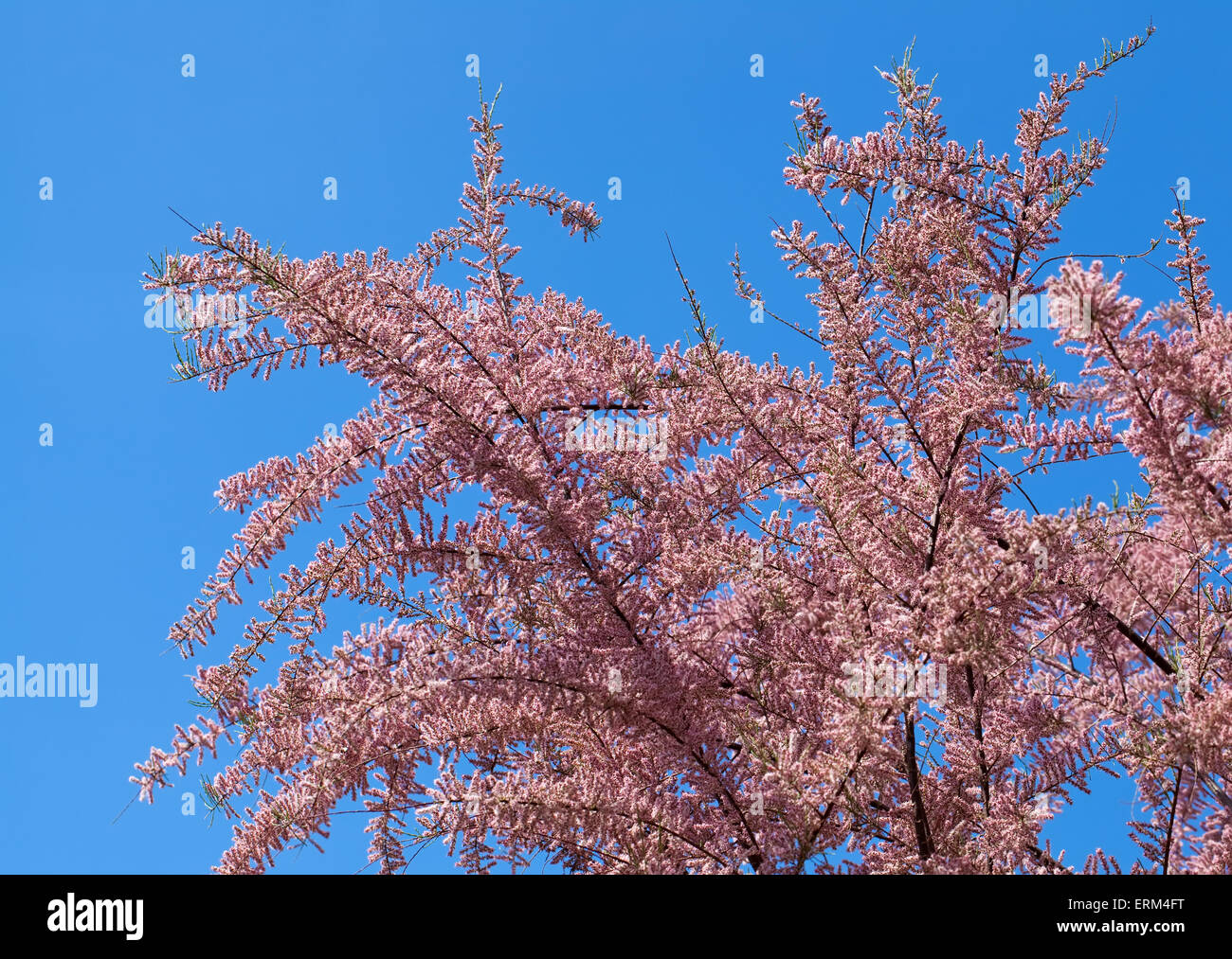 Arbre tamarix rose qui fleurit au printemps Photo Stock - Alamy