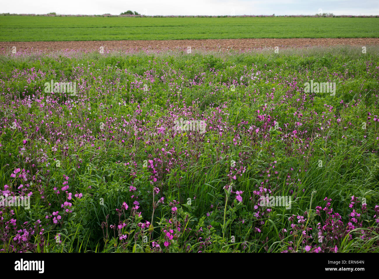 Fleurs au bord d'un champ Banque de photographies et d’images à haute ...
