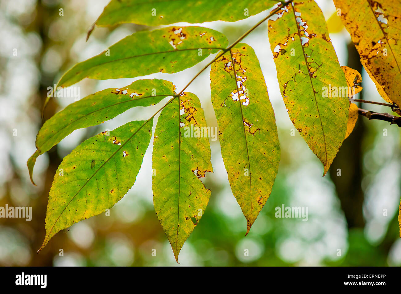 Feuille malade Banque de photographies et d’images à haute résolution ...