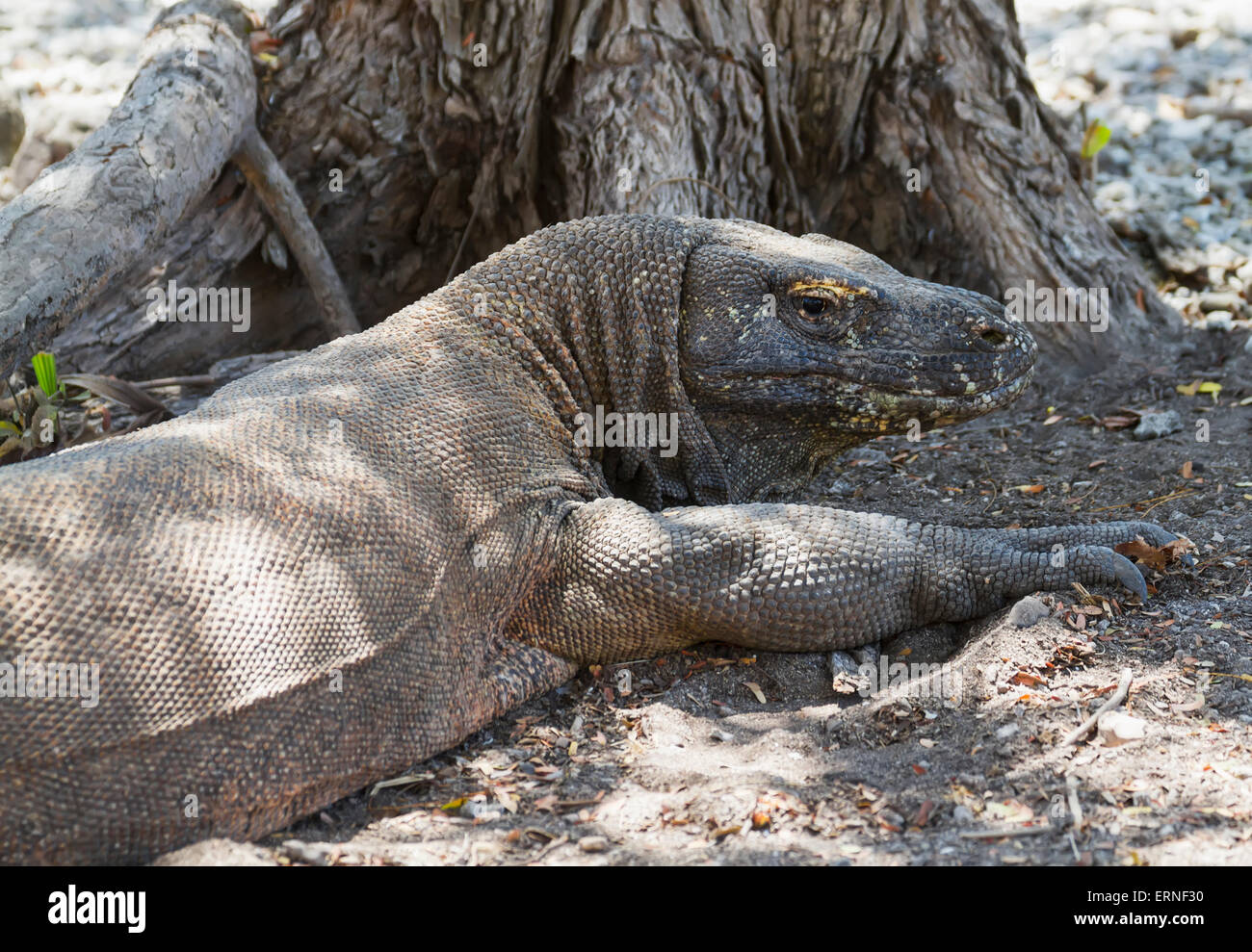 Dragon de Komodo Komodo ou moniteur (Varanus komodoensis) sur l'île de ...