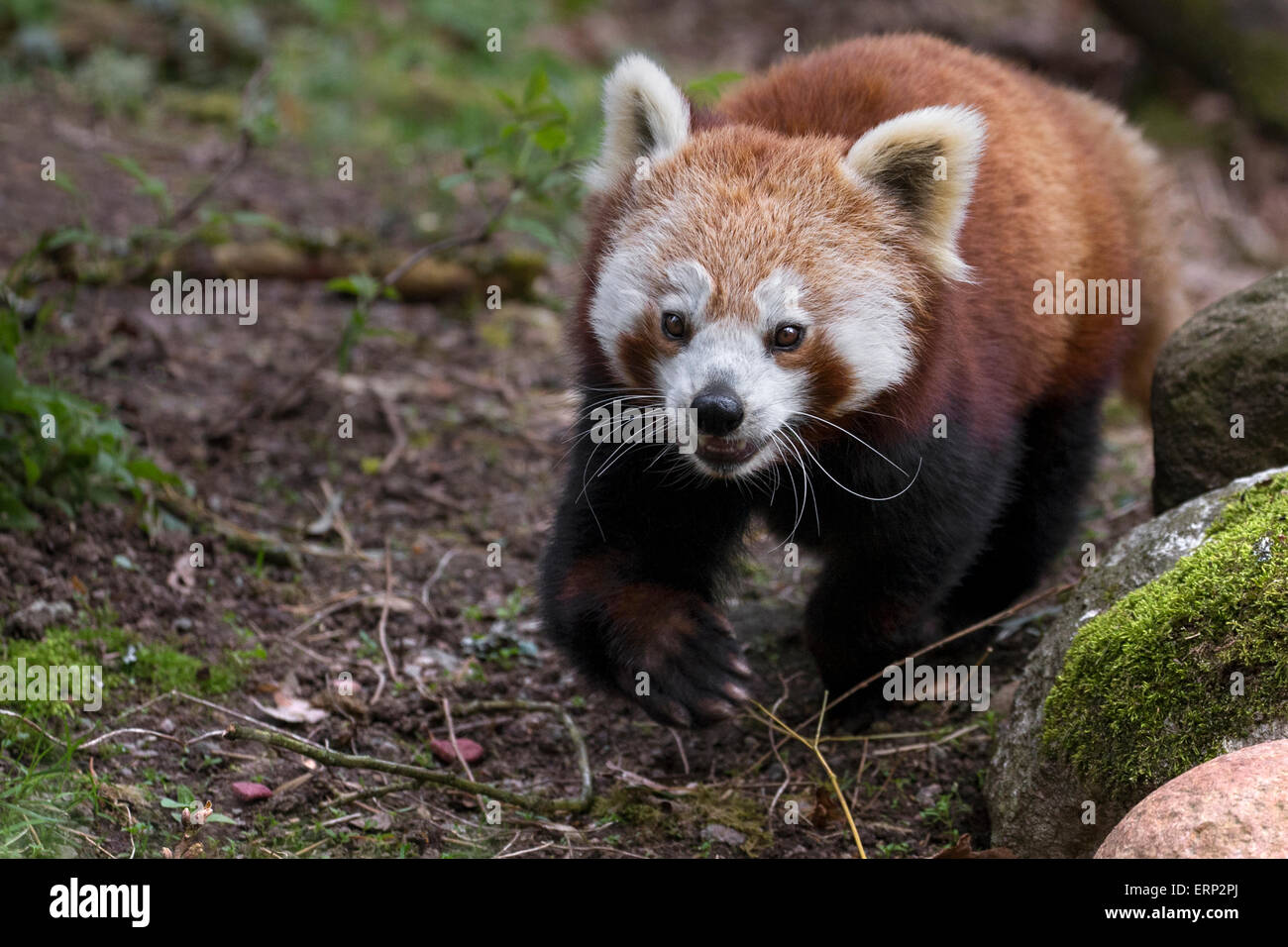 Gros plan panda roux Banque de photographies et d’images à haute ...