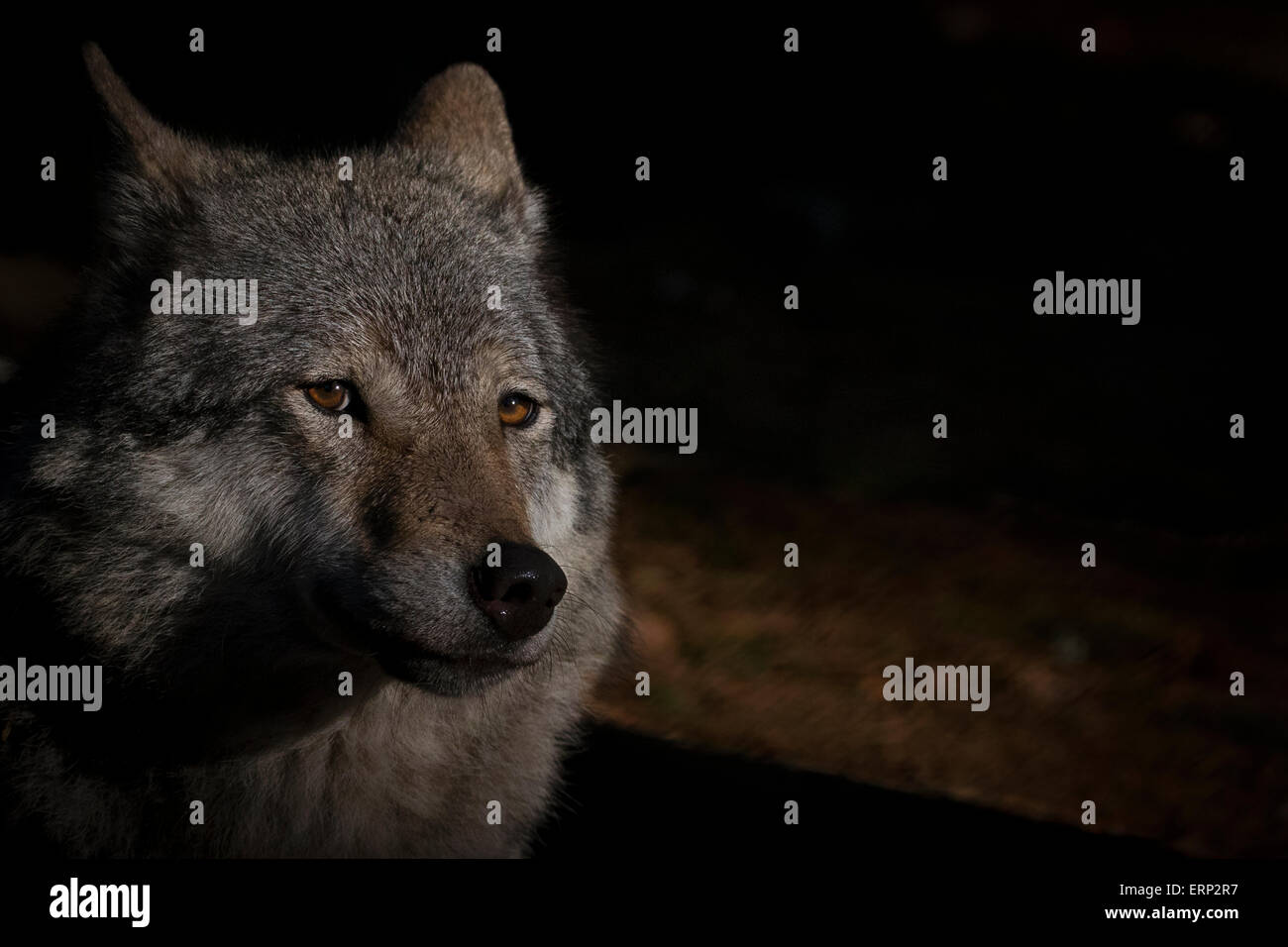 Loup gris Banque de photographies et d’images à haute résolution - Alamy