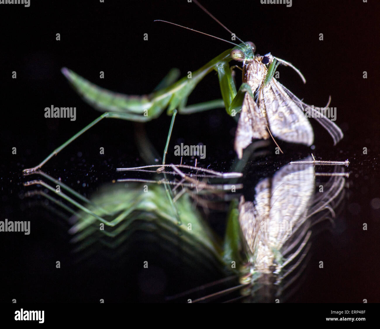 Praying mantis eating Banque de photographies et d’images à haute ...