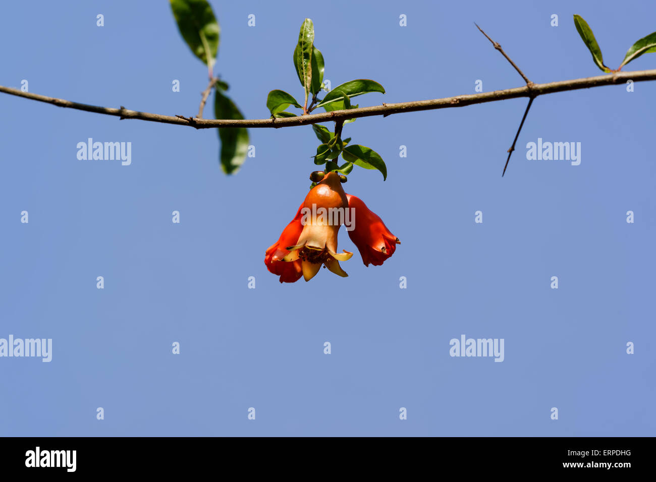 Fleur de grenade Banque de photographies et d’images à haute résolution ...