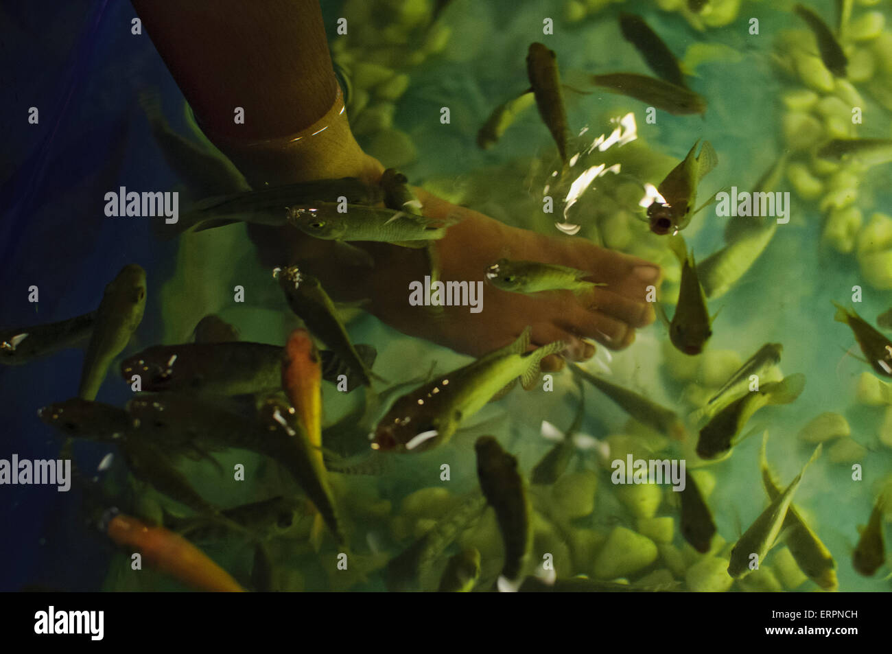 Massage de poisson Banque de photographies et d’images à haute ...