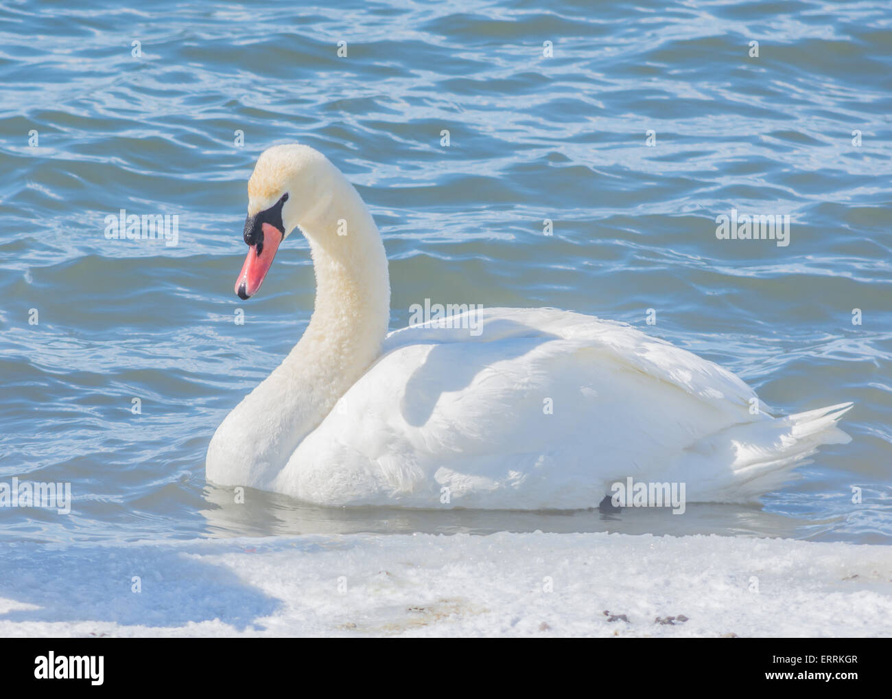 Un cygne muet Banque de photographies et d’images à haute résolution - Alamy