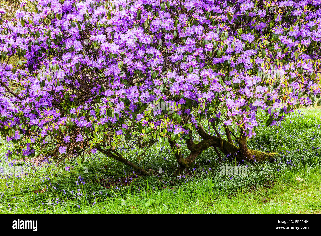 Arbre mauve mauve Banque de photographies et d’images à haute ...
