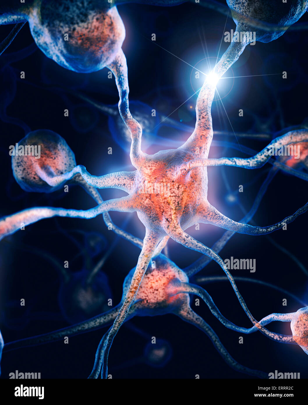 Les cellules du cerveau Banque d'image et photos - Alamy