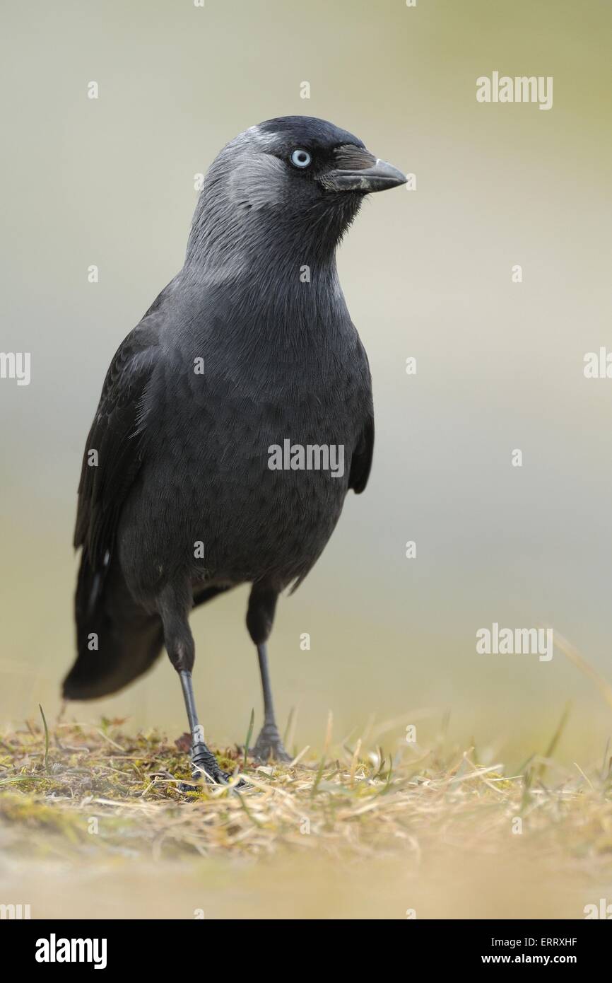 Daw jack Banque de photographies et d’images à haute résolution - Alamy