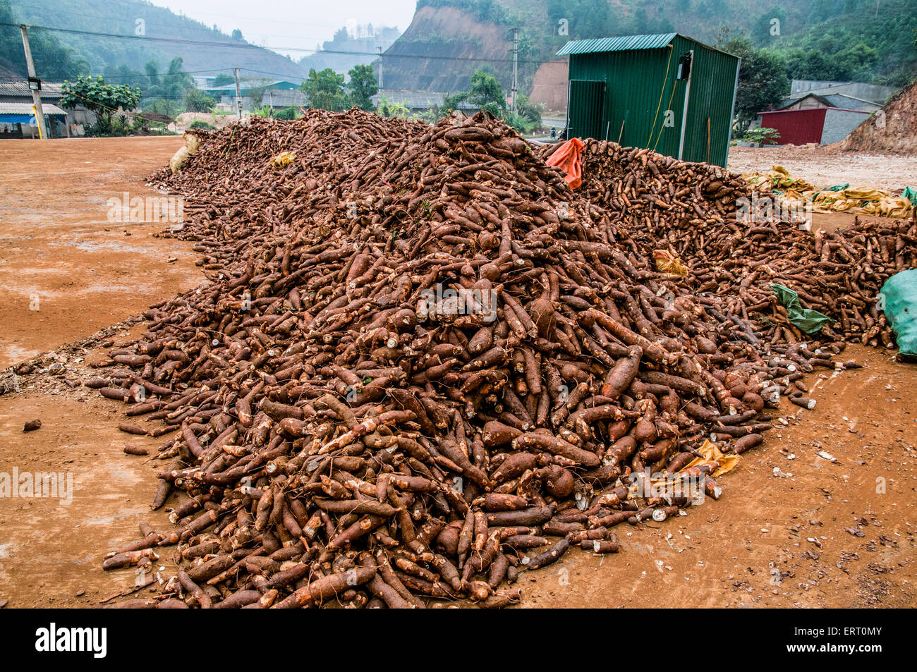 Racine de tapioca ou manioc Banque de photographies et d’images à haute ...