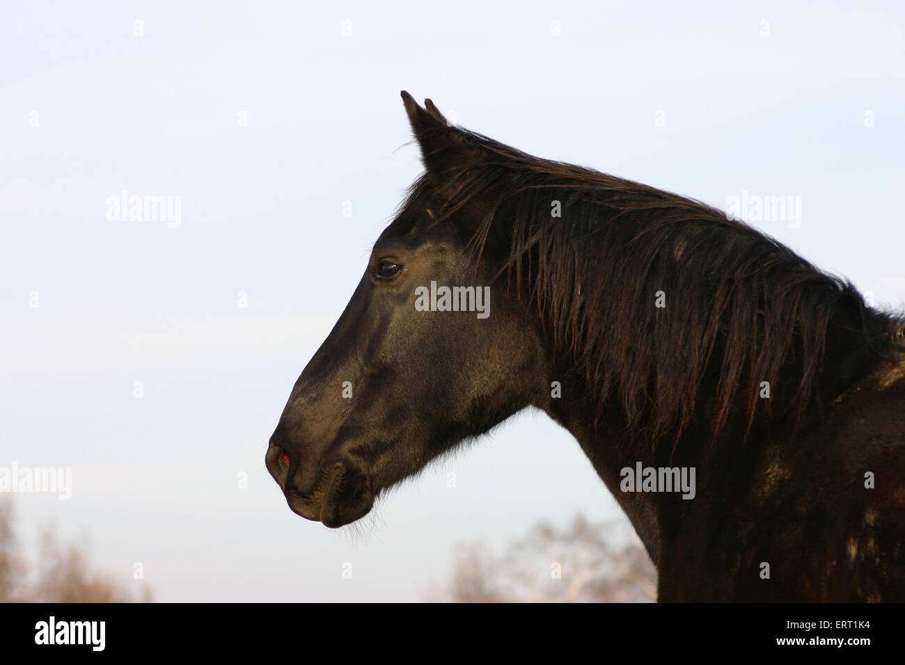 Profil tête de cheval Banque de photographies et d’images à haute ...