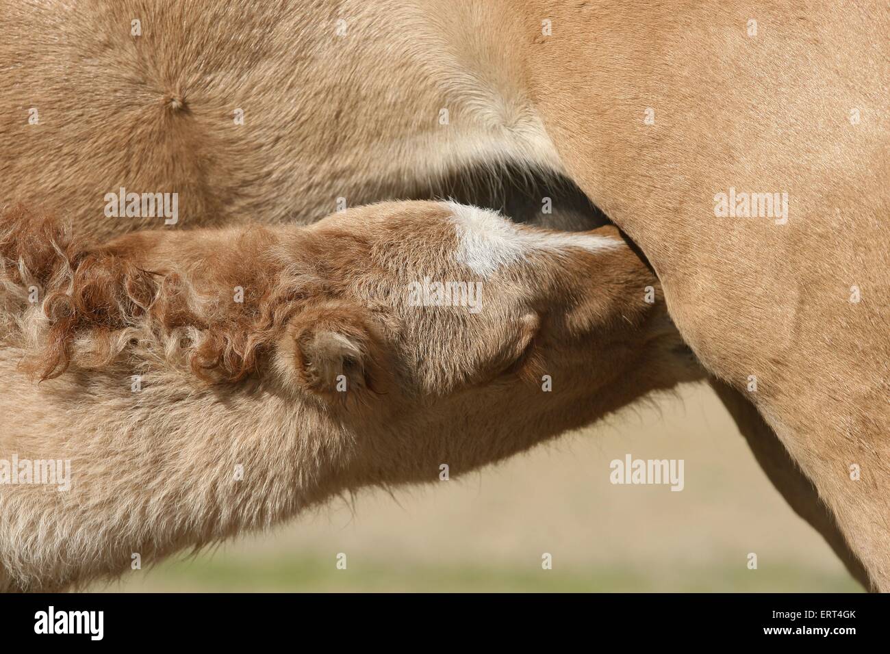 Horse sucking Banque de photographies et d’images à haute résolution ...
