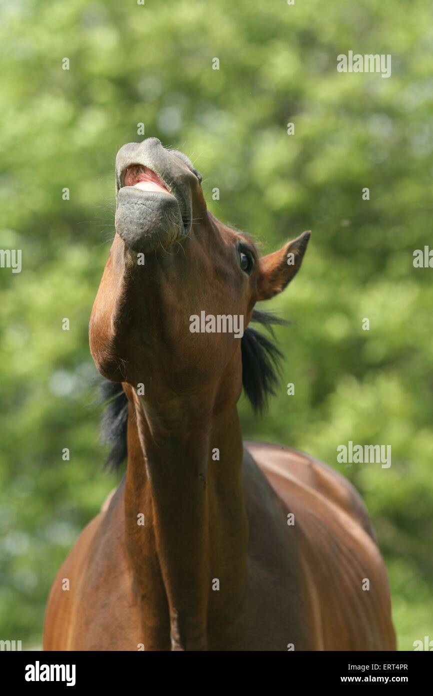 Cheval brun qui rit Banque de photographies et d’images à haute ...