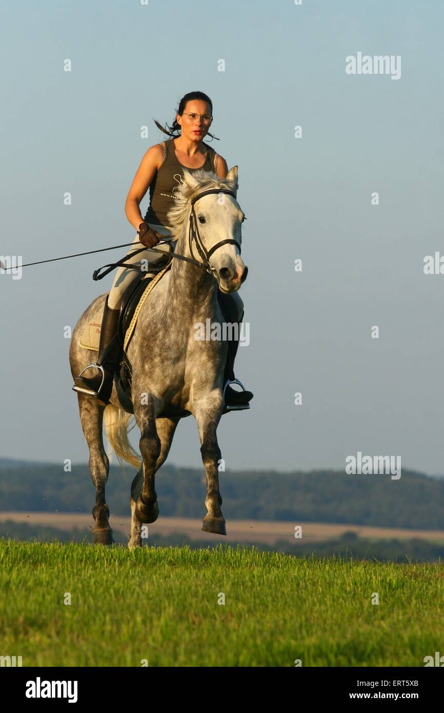 Cheval arabe avec cavalier au galop Banque de photographies et d’images ...