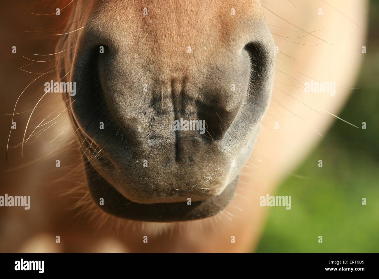 Bouche de cheval Banque de photographies et d’images à haute résolution ...