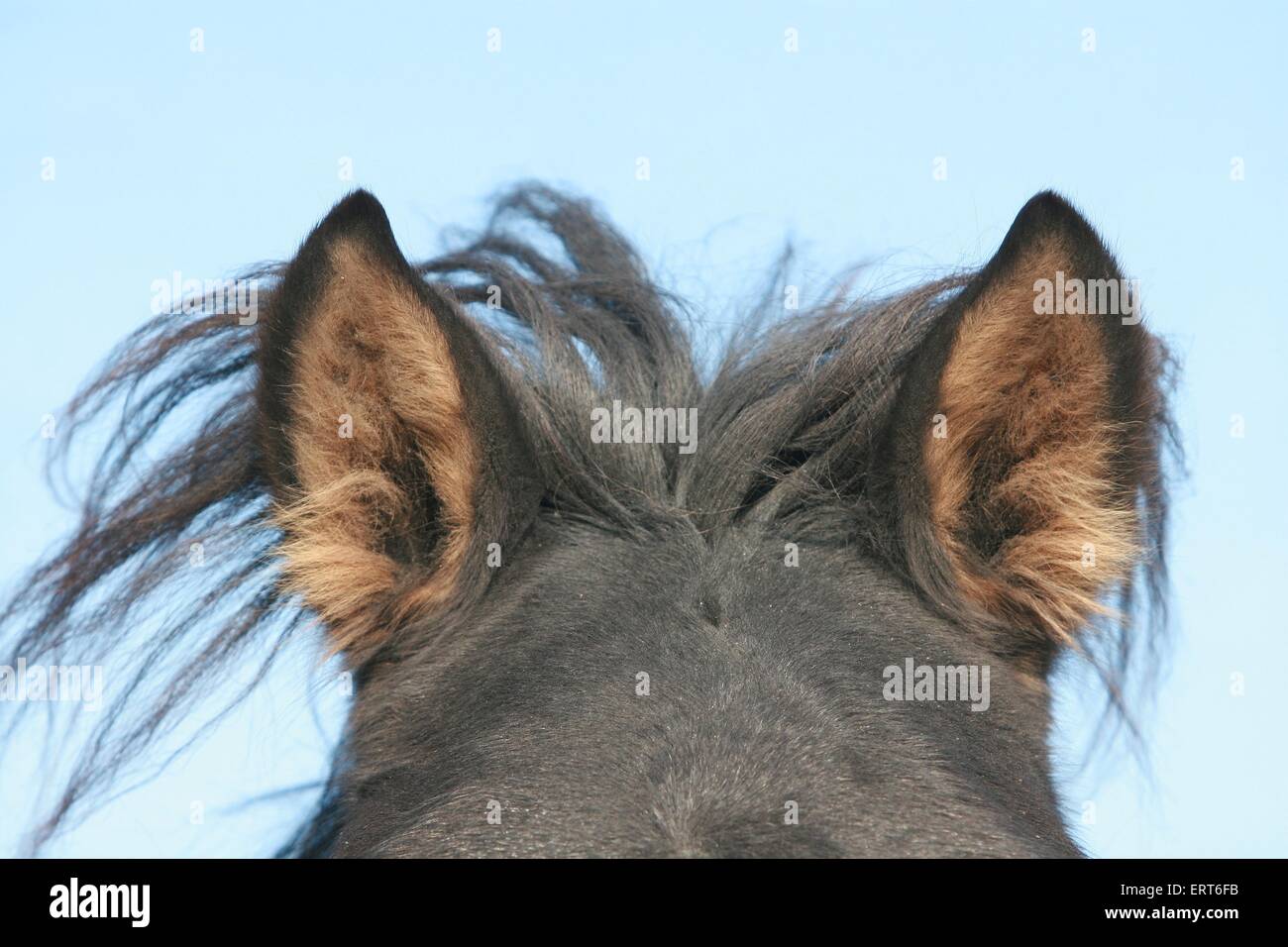 Horse ears Banque de photographies et d’images à haute résolution - Alamy