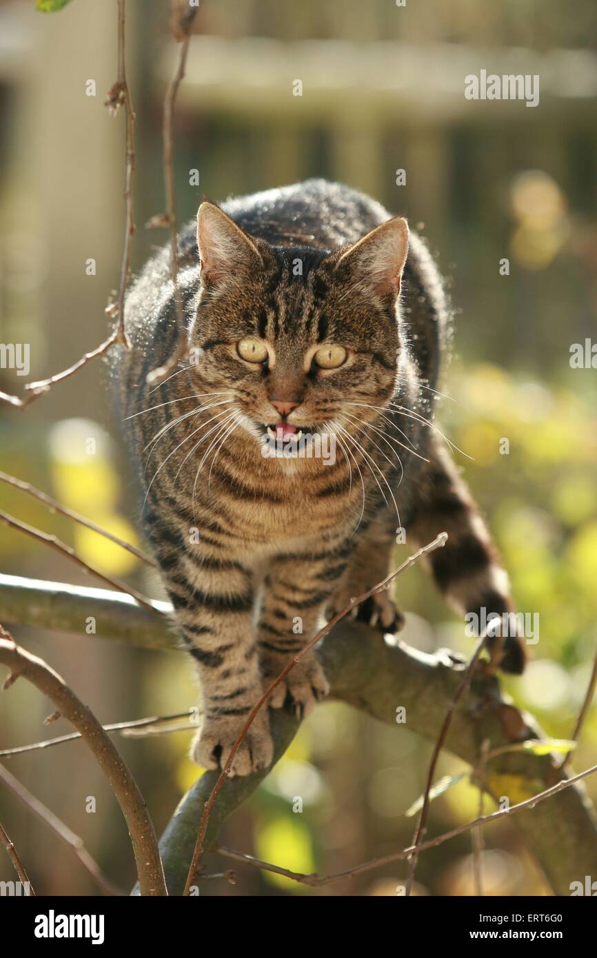 Chat qui crie Banque de photographies et d’images à haute résolution ...