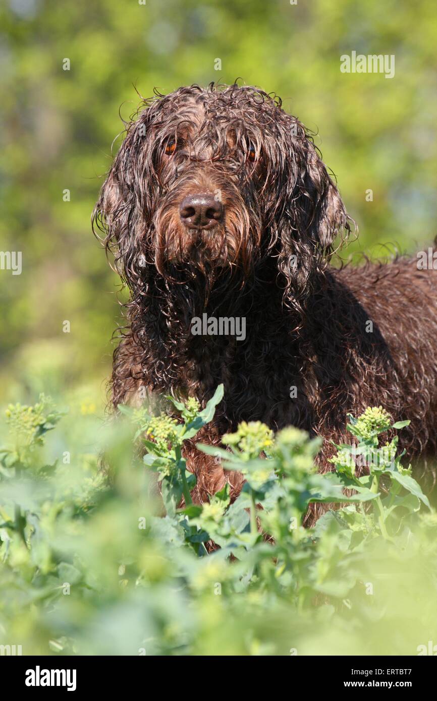 Chien allemand Banque de photographies et d’images à haute résolution ...