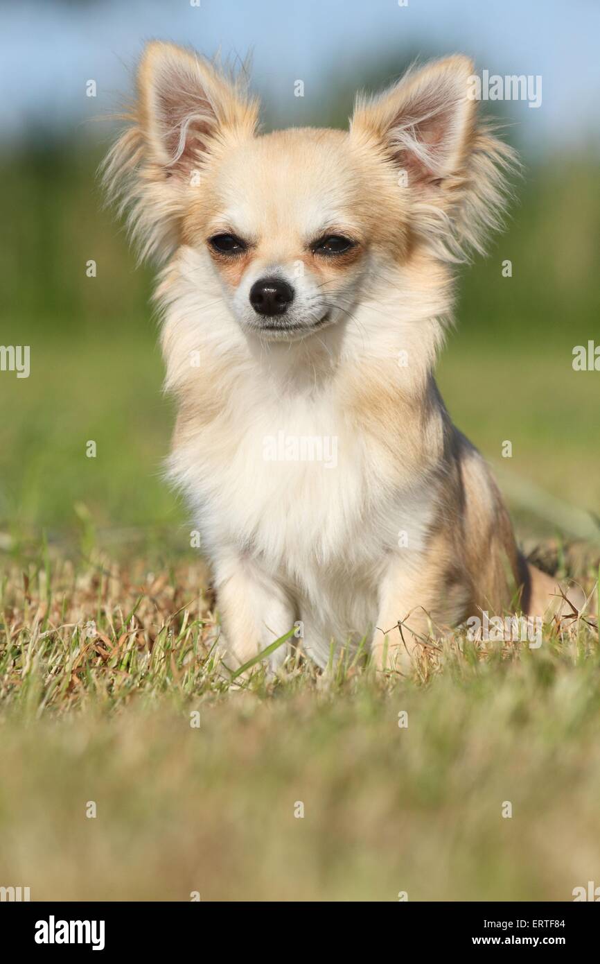 Chihuahua Adult White Dog Sitting Banque d'image et photos - Alamy