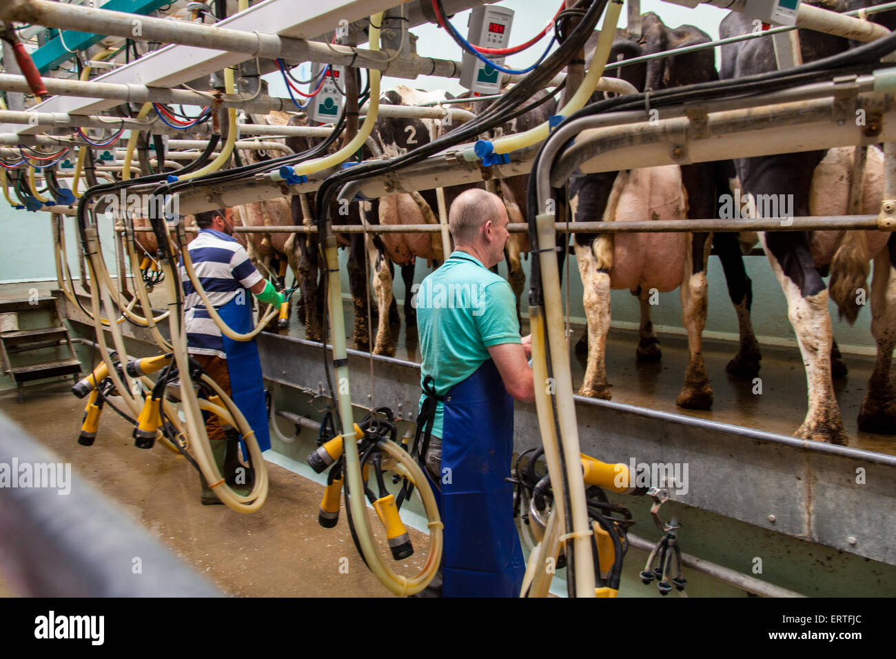 ´milking´ cows Banque de photographies et d’images à haute résolution ...