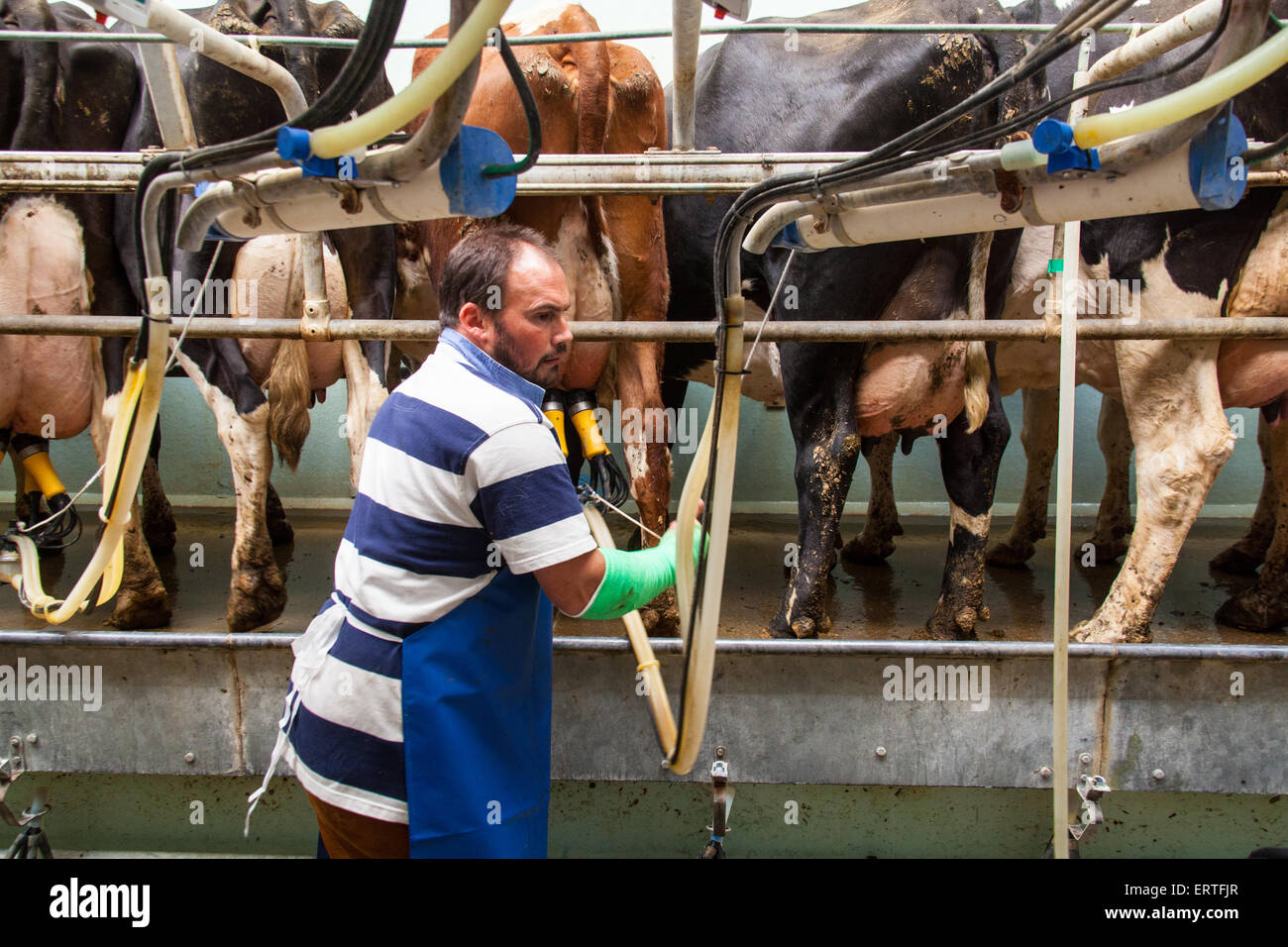 Milking cows england Banque de photographies et d’images à haute ...