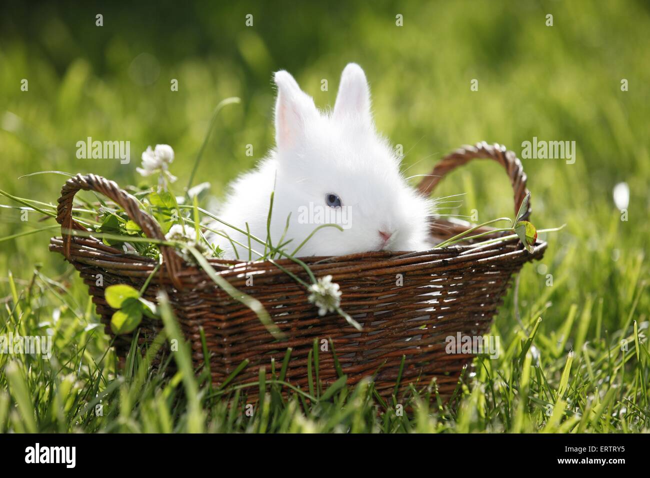 Bébé lapin trop mignon Banque de photographies et d’images à haute ...