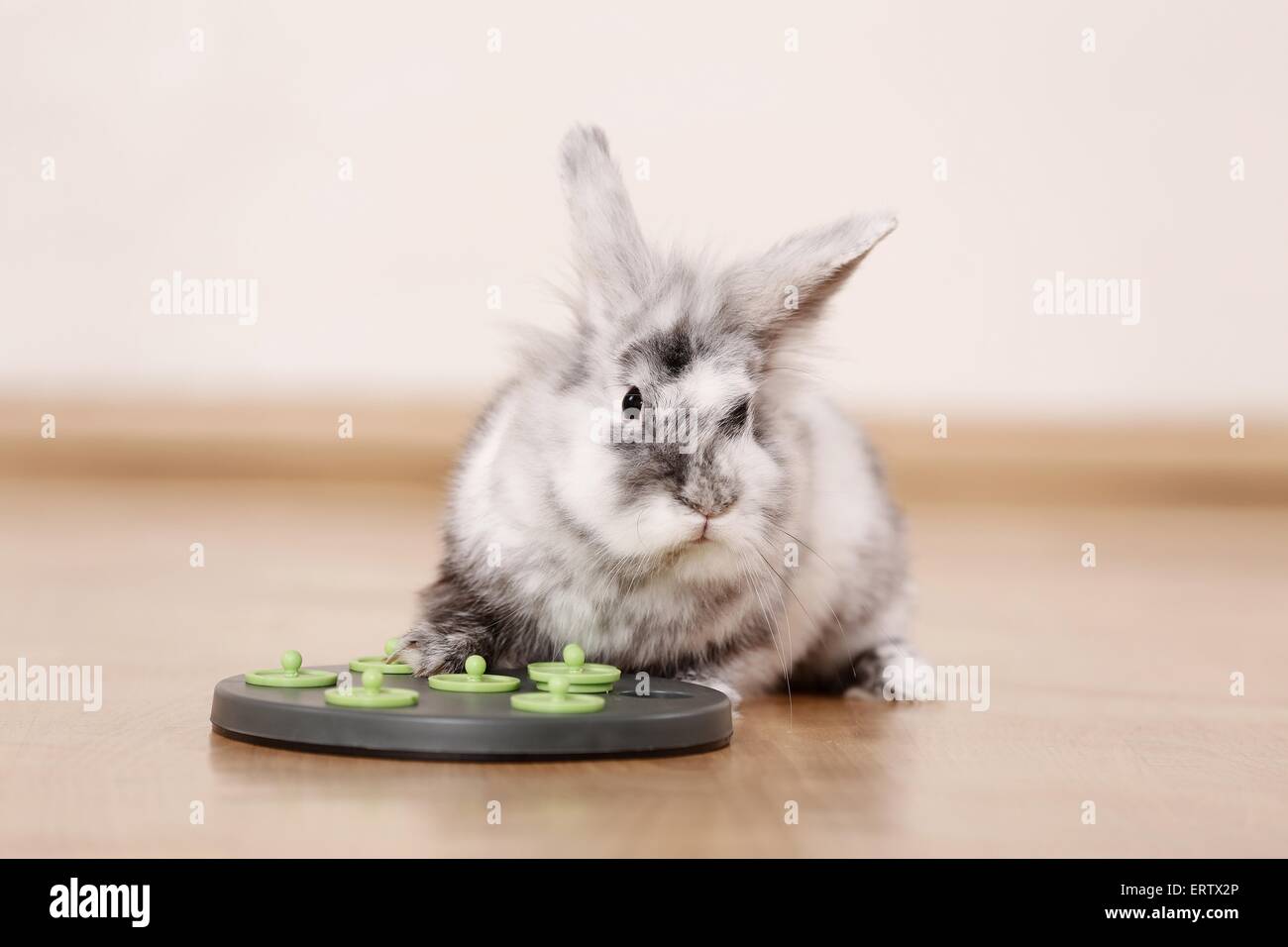 Manger du lapin Banque de photographies et d’images à haute résolution - Page 2 - Alamy