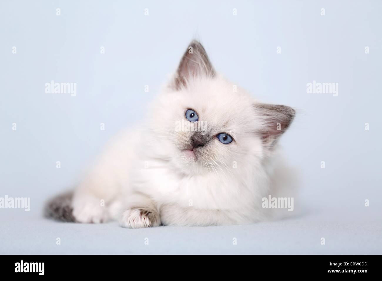 Ragdoll chaton mignon Banque de photographies et d’images à haute ...