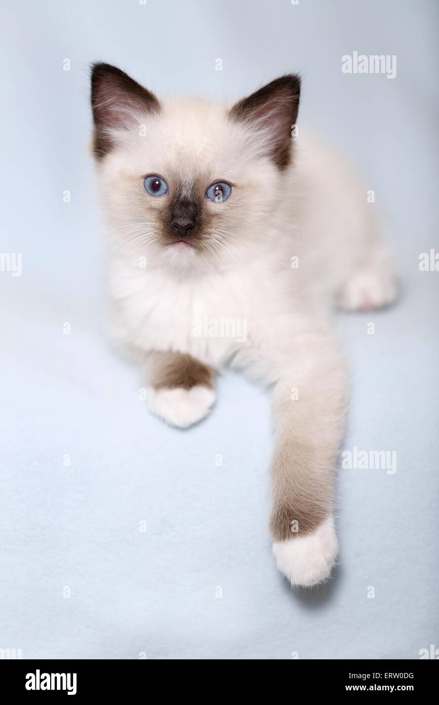 Ragdoll chaton mignon Banque de photographies et d’images à haute ...