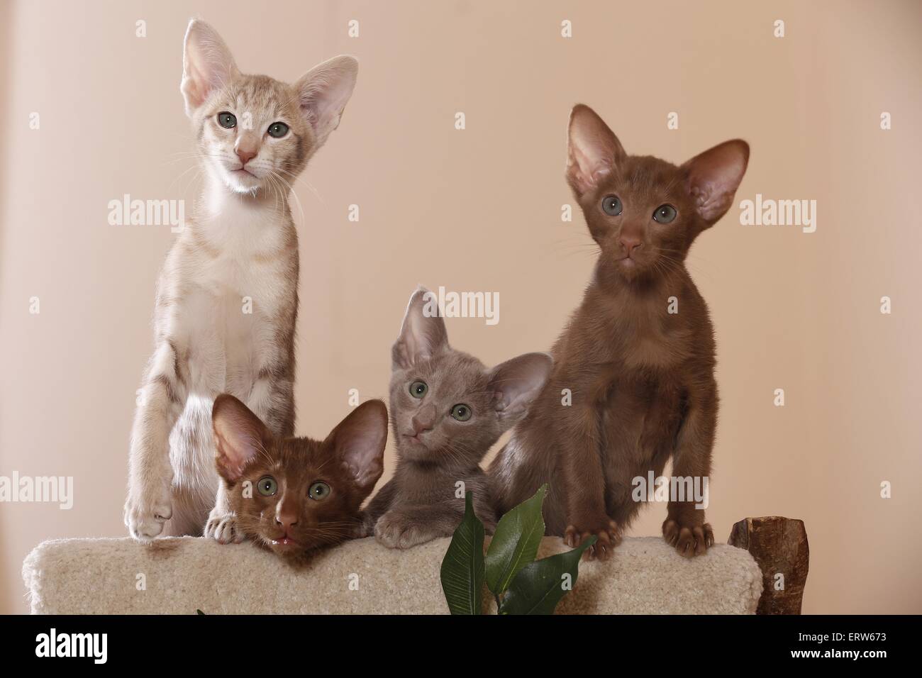 Chat oriental tabby brun Banque de photographies et d’images à haute ...