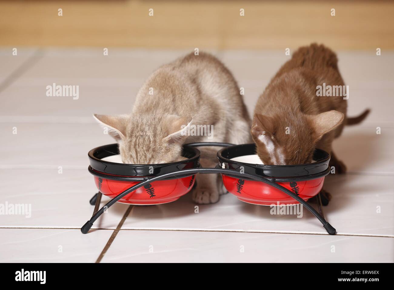 Chat oriental tabby brun Banque de photographies et d’images à haute ...