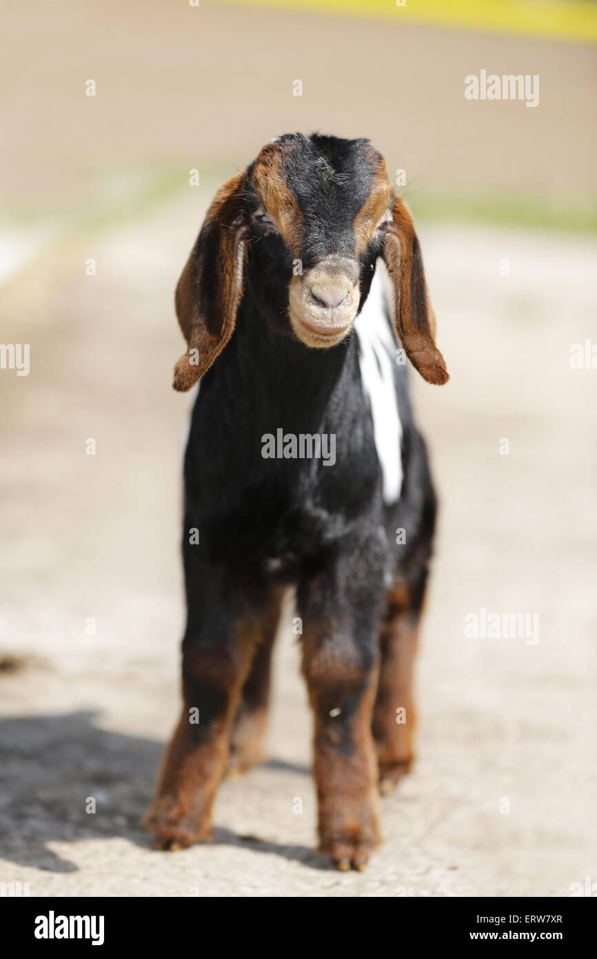 Bébé chèvre Banque de photographies et d’images à haute résolution - Alamy