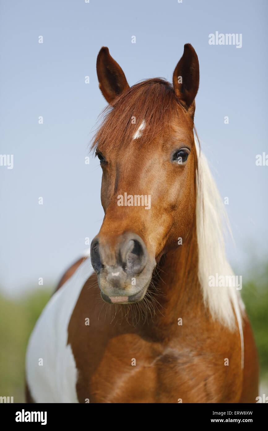 Pinto mare Banque de photographies et d’images à haute résolution - Alamy
