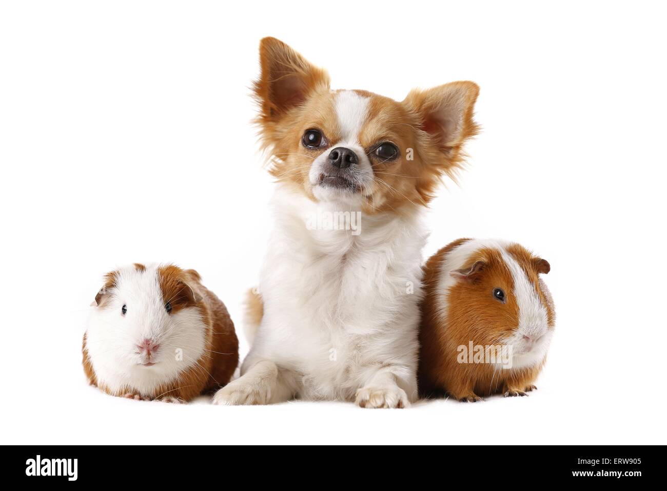 Cochons cochons cochons cochons cochons cochons cochons Banque d'images ...