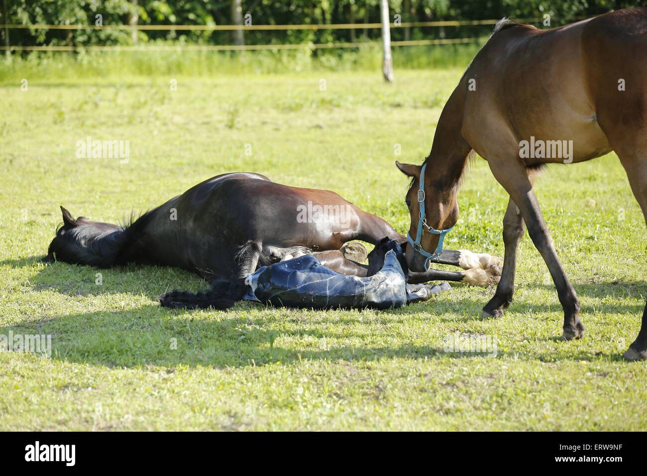 Naissance d'un animal Banque de photographies et d’images à haute ...