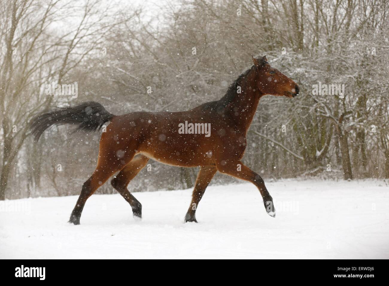 Cheval brun Banque de photographies et d’images à haute résolution - Alamy