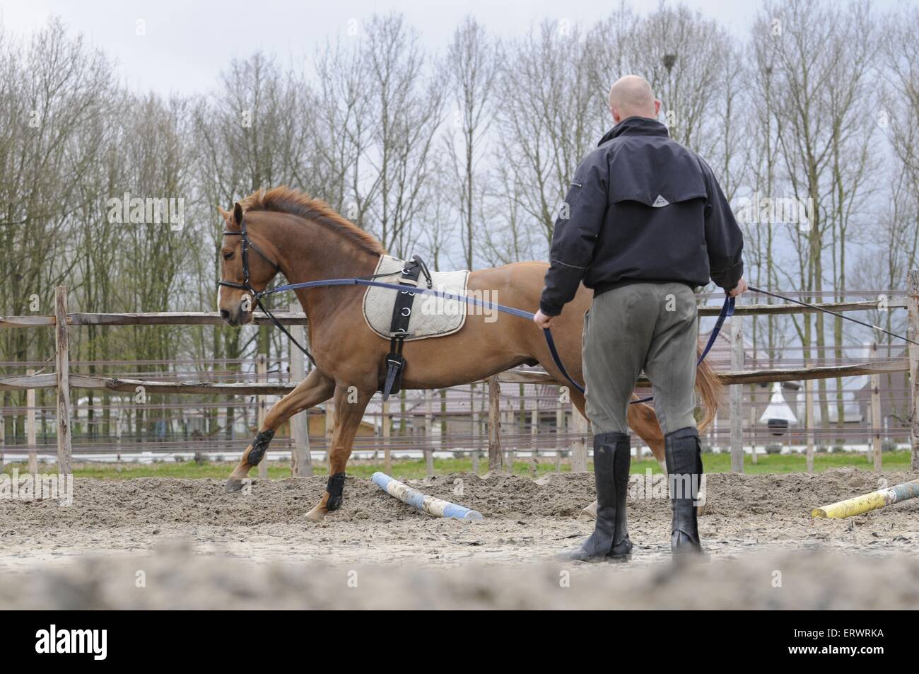Kwpn horse Banque de photographies et d’images à haute résolution ...