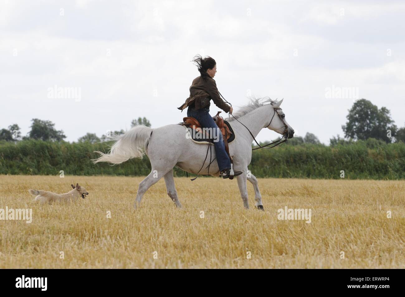 Cheval arabe avec cavalier au galop Banque de photographies et d’images ...