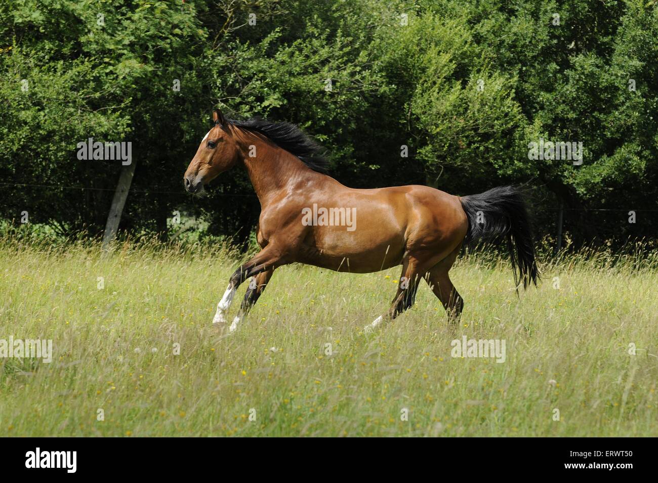 Cheval au galop Banque de photographies et d’images à haute résolution ...