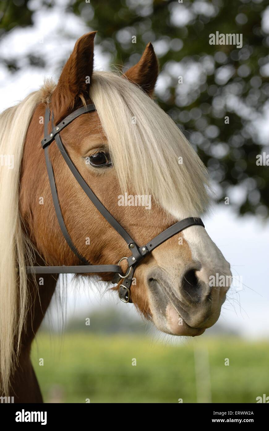 Haflinger cheval portrait Banque de photographies et d’images à haute ...