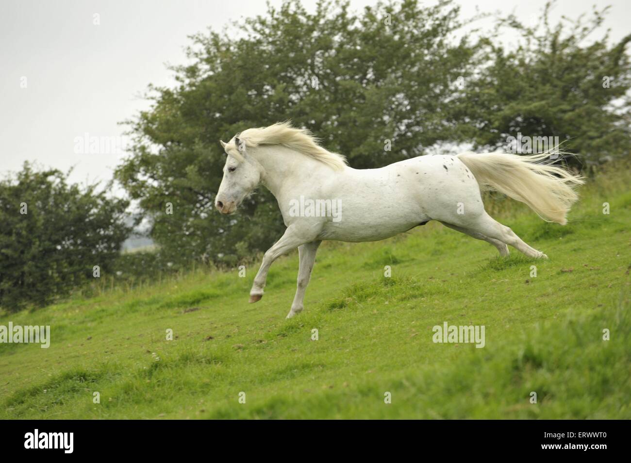 Poney au galop Banque de photographies et d’images à haute résolution ...