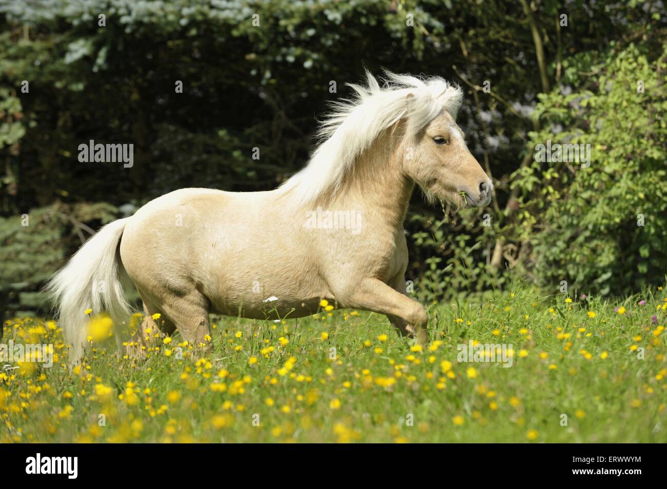 Galloping shetland pony horse Banque de photographies et d’images à ...